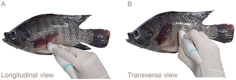 Application Of Ultrasonography For Sex Identification And Reproductive Assessment In Nile