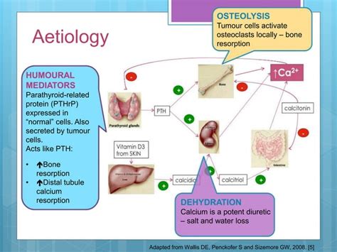 Hypercalcaemia In Malignancy Pptx Bone And Joint Conditions Diseases And Conditions
