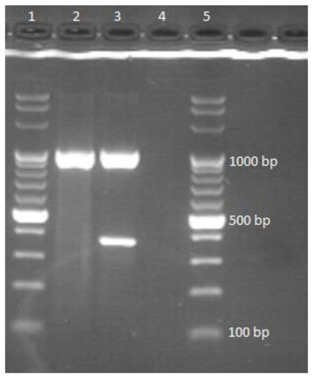 Pathogens Special Issue Emerging Animal Pathogens And Infections In