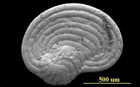 Miliolida Alchetron The Free Social Encyclopedia