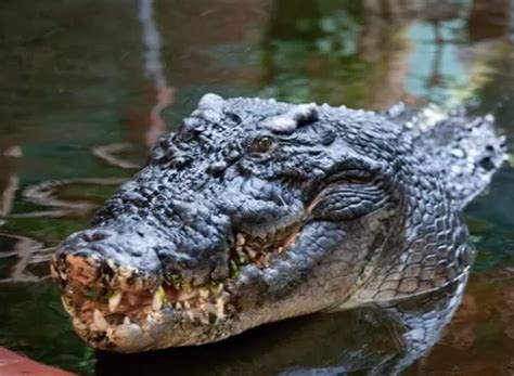 Cássius O Crocodilo Que Desafiou O Tempo E A Natureza