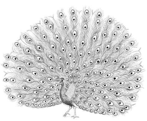 How To Draw A Peacock Envato Tuts