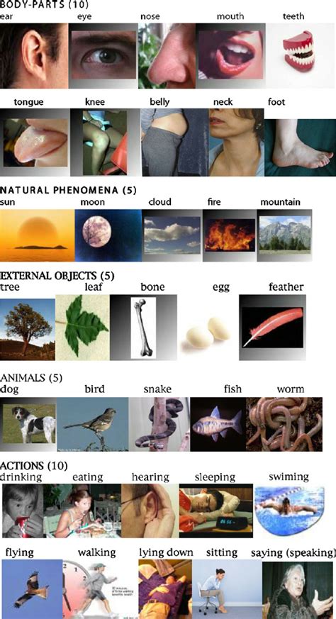 Cross Linguistic Naming Test Original In Color Pictures Corresponding