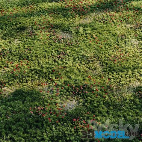 3d Model Meadow Grass With Small Puddles