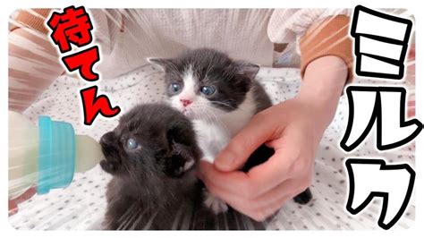 【子猫】まだまだまだまだミルク【保護猫生活17日目】 Youtube