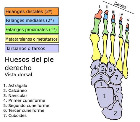 Huesos Del Pie Huesos Anatomia Anatomia Humana Musculos Anatomia