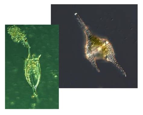 mpa testing scientific methods