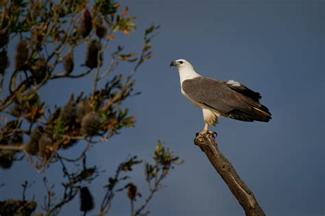 Whitebellied Sea Eagle On The Branch On The Australian Coast Big Eagle With Blue Background