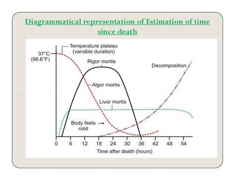 Determination Of Time Since Death Postmortem Time Interval