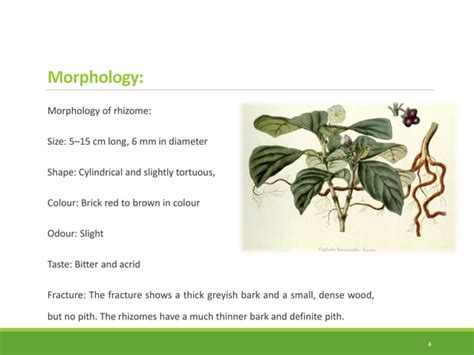 Pharmacognostic Note On Anti Dysenteric Drug Ipecacuanha Pdf