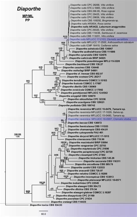 Phylogram Generated From Maximum Parsimony Analysis Based On Combined Download Scientific
