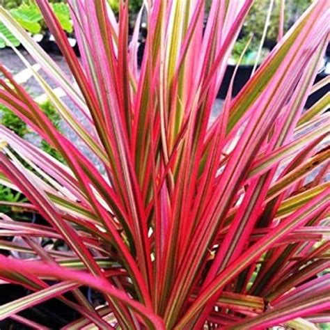 Zmajevka Colorama 30 15 L17 Cm Merkursi