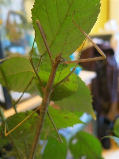 Comment Débuter Un élevage De Phasme Vavaphasme