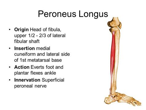 Peroneus Longus Insertion