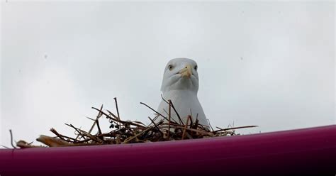 Man Admits To Performing Sex Act On Bird While Watching Sexually