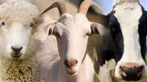 Diferencias Entre Leche De Vaca Cabra Y Oveja Incalec
