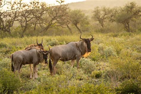 Texas Is The Jurassic Park Of Exotic Wildlife Outdoor Life