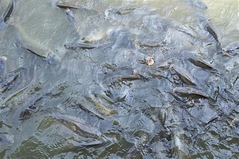 过度捕捞鲤鱼鱼，养鱼素材 花瓣网