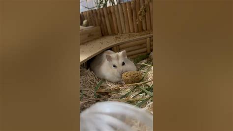 햄스터가 먹고 있는건 간식이 아니라 집사의 심장 햄스터 Hamster Youtube