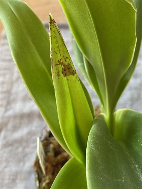 Phrag Help Brown Leaf Tips On New Growth Rorchids