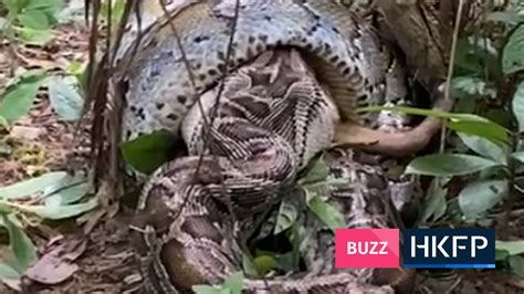 Python Eating Deer