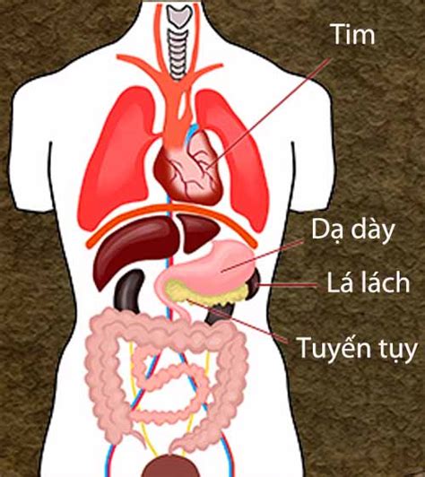 Tổng Hợp 94 Hình ảnh Các Bộ Phận Trên Cơ Thể Dễ Thương Nhất Sai Gon