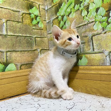 Daddy Golden ၂ ကောင်ကို ကြောက်လို့ အမွှေးတွေ ဖွာပြီး ဒေါင့်လေးနားမှာ