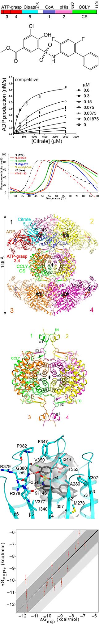 The Atp Citrate Lyase Acly Project