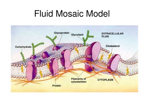 Ppt Fluid Mosaic Model Powerpoint Presentation Free Download Id443074
