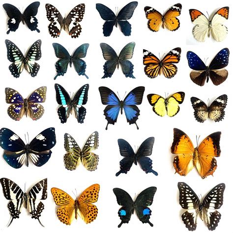 Pictures Of Butterflies