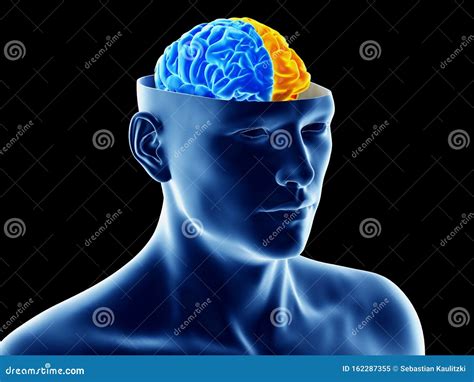 The Two Brain Hemispheres Royalty Free Illustration 162287355