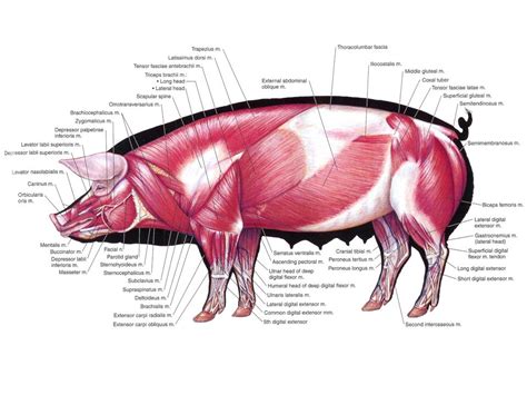 Muscular Anatomy Of Pigs Animal Structure Male Pig Anatomy Piglet