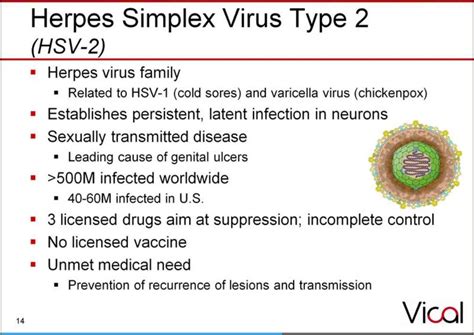 Herpes Type 2 Information Herpes Simplex Genital Oral Symptoms