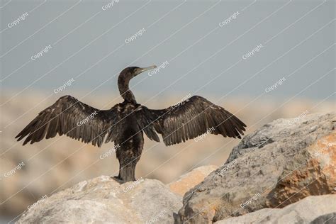 طائر الغاق السقطري Phalacrocorax Nigrogularis طيور تشتي في وسط صورة