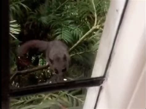 Looks Like A Cross Between A Squirrel And A Mouse Glis Glis