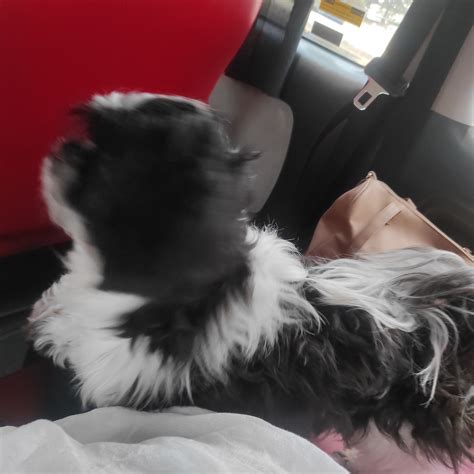 Senator Marcoleta Supporters Hub Like Father Like Son😡😡😡😡😡😡😡😡😡😡😡 Facebook