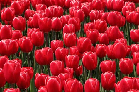 꽃 들판 모바일 바탕화면 봄 빨간 셀렉티브 포커스 수직 쐈어 식물 신선한 자연 초원 튤립 풍부에 관한 무료 스톡 사진