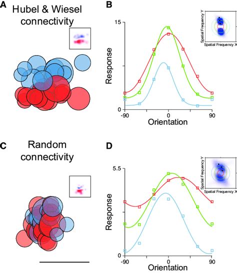 Receptive Fields Random Connectivity Spatial Frequency Sf Tuning