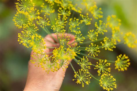 How Long Do Ragweed Allergies Last Frontier Allergy Austin