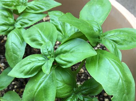 種から育てる バジルの育て方！種まき時期や水やり頻度、冬越し方法