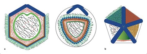 The Three Dimensional Structure Of Mimivirus Pmc