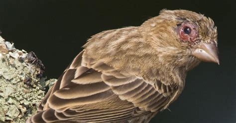 Deadly Parasite Hitting Songbirds Is Evolving Rapidly
