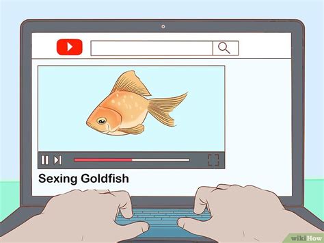 3 Cara Untuk Menentukan Jenis Kelamin Ikan Wikihow