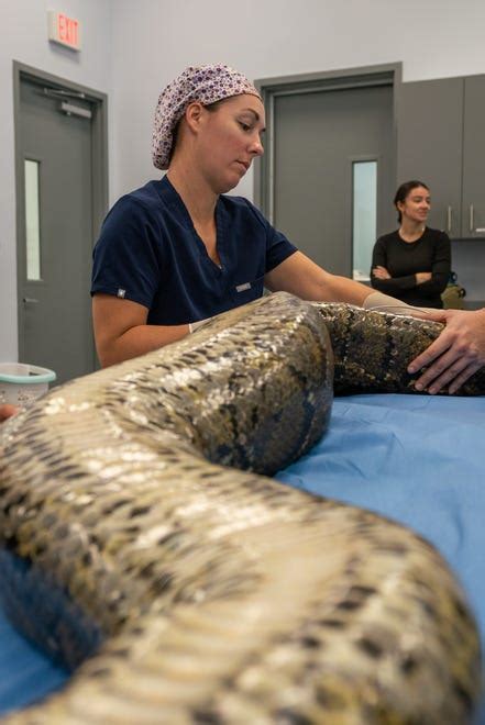 Naples Zoo Participates In Burmese Python Tracking Program