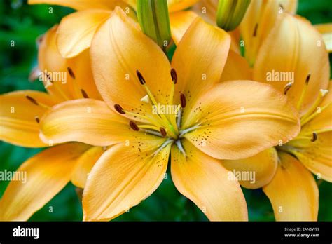 LILIUM ORANGE PIXIE Stock Photo - Alamy