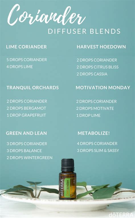 Coriander Diffuser Blends Essential Oil Diffuser Recipes Coriander