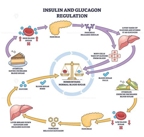 Insulin And Glucagon Regulation Shows Pancreas Liver And Blood Sugar