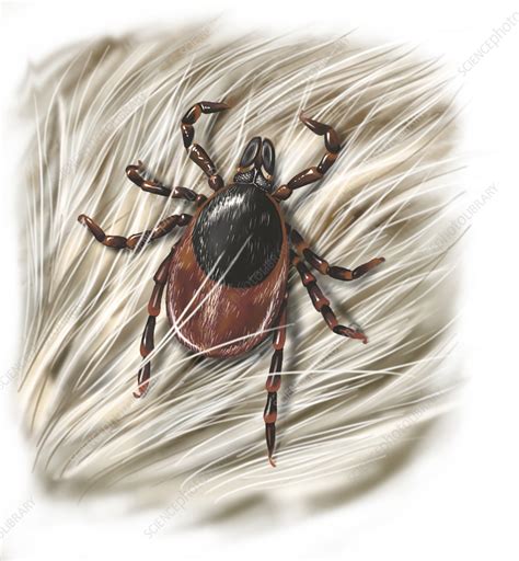 Tick Illustration Stock Image C0616598 Science Photo Library
