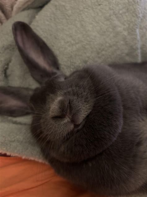 Dewlap On Top Of Dewlap Rdewlap