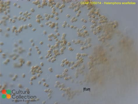 Halamphora Woelfeliae